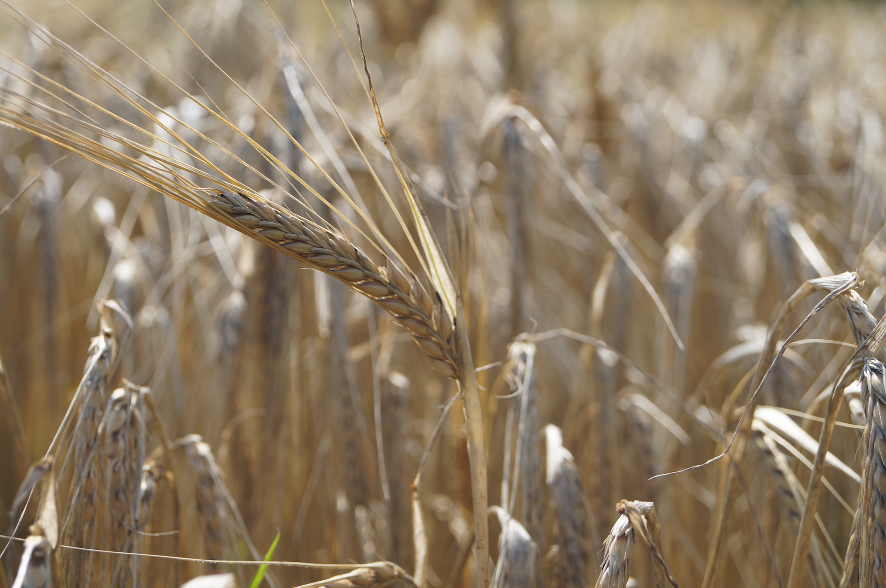 cornish-farmhouse-bacon-farming59 - Cornish Farmhouse Bacon Co.